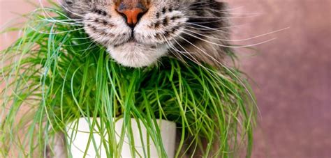 How To Build A Cat Grass And Catnip Planter A Green Treat For Your