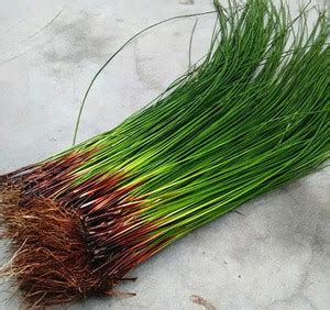 龙须草图片 海草 盆栽 第2页 大山谷图库