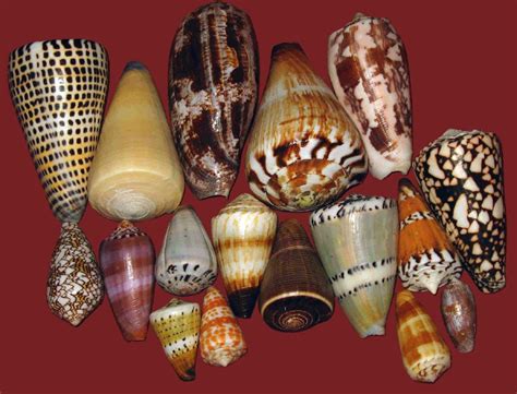 8 Venomous Cone Snails In Thailand Thailand Falktime