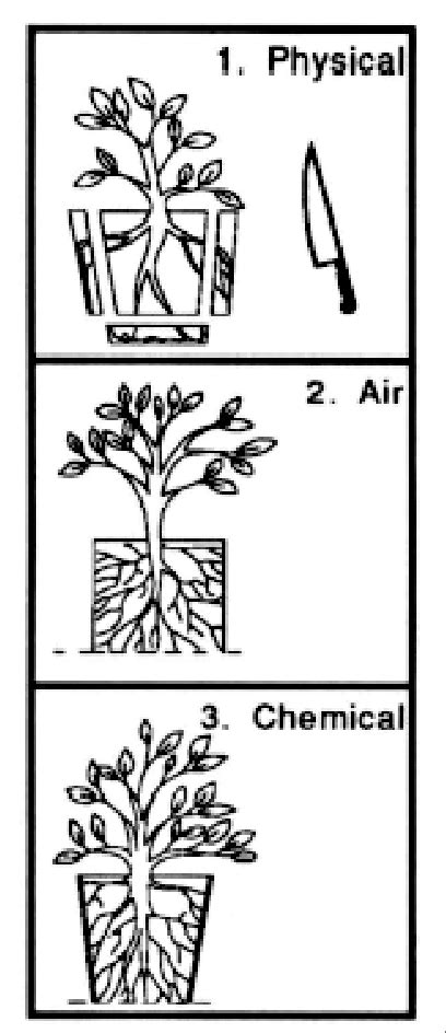 Different Methods Of Achieving Similar Root Pruning Results Physical