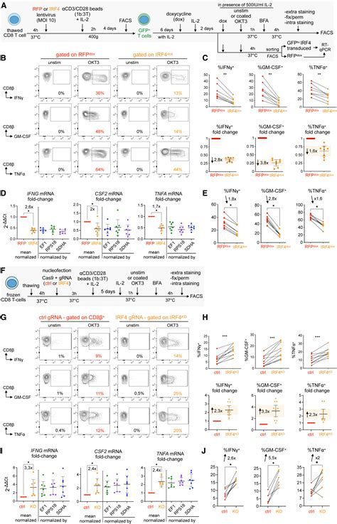 Irf4 Impedes Human Cd8 T Cell Function And Promotes Cell Proliferation