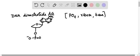 Solved Draw The Structure Of The Dinucleotide A T In Dna