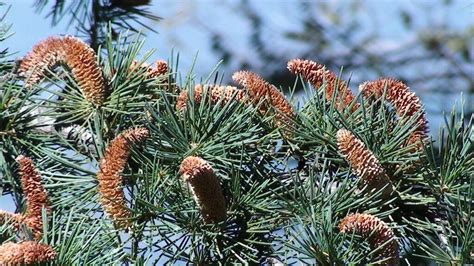Tree Seed Pods Identification With Picture Treeier