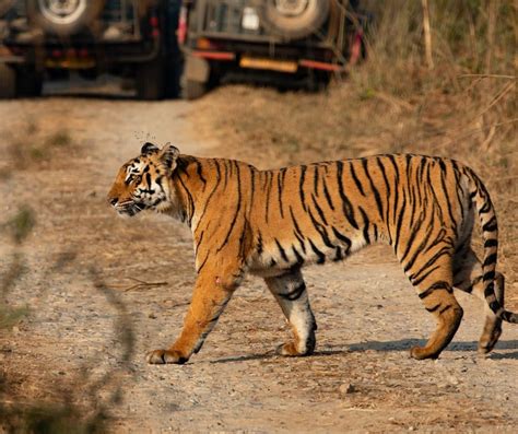 Jim Corbett Jeep Safari Ghoomakkad