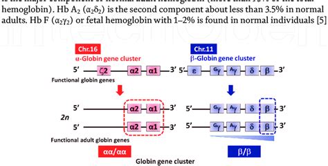 Hemoglobin Gene