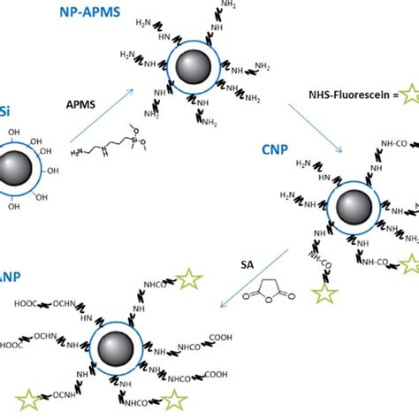 Schematic Representation Of The Functionalization Of The Silica Coated