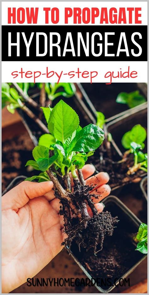How To Propagate Hydrangeas Propagating Hydrangeas Planting Hydrangeas Smooth Hydrangea