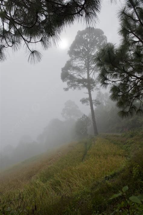 Fog Covered Trees In A Forest Background And Picture For Free Download Pngtree