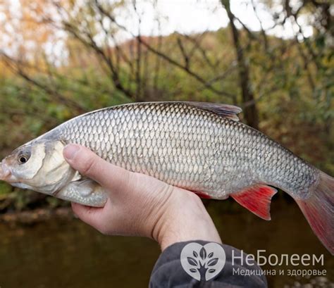 Язь калорийность полезные свойства пищевая ценность витамины