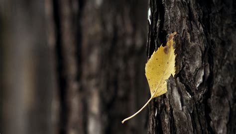 Articles Depth Hypnosis