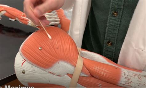 A P Lab Flashcards Quizlet