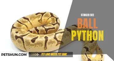 Demystifying The Art Of Sexing Ball Pythons A Guide For Reptile Enthusiasts PetShun