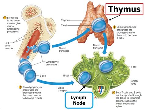 Thymus Function Locations And Role In Immune System
