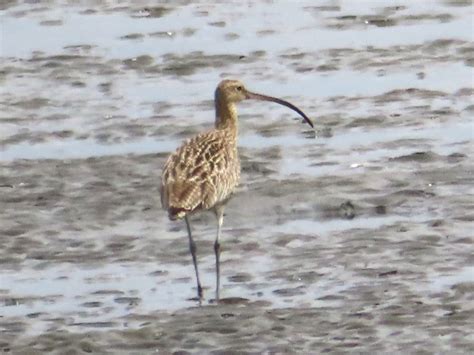 ホウロクシギでしょうか 日本の野鳥識別図鑑