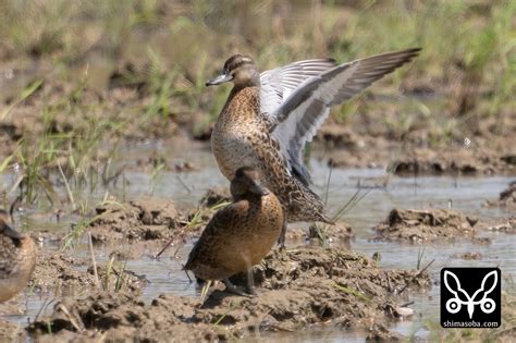 シマアジコガモ飛来2022年9月24日野鳥情報一覧 沖縄本島八重山石垣島西表島竹富島などで野鳥撮影バードウォッチング
