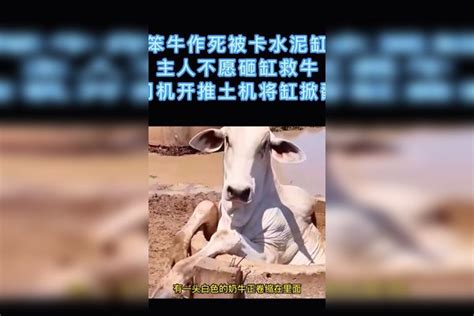 笨牛作死被卡水泥缸，主人不愿砸缸，司机开推土机将缸掀翻（1）水泥推土机主人