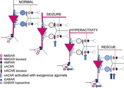 Interactions Between Glutamatergic Gabaergic And Cholinergic Systems