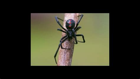 Нашествие ядовитых пауков на Россию Казахстан Узбекистан и другие