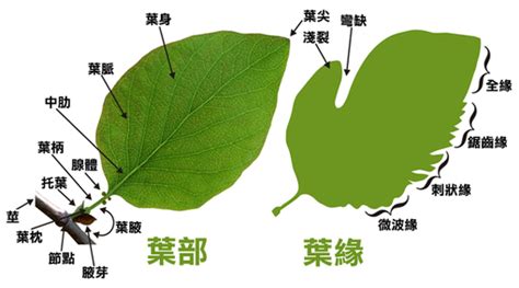 葉的型態、構造與功能 Yurus Bio Web
