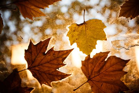 Wallpaper Sunlight Leaves Water Nature Branch Canon Bokeh