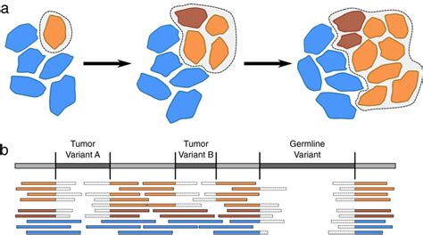 variants in tumor dna can result in heterogeneous alignment patterns in