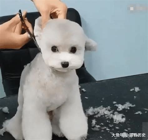 萨摩剪造型后图片大全 萨摩耶修剪造型图片 萨摩剪圆滚滚的造型 第2页 大山谷图库