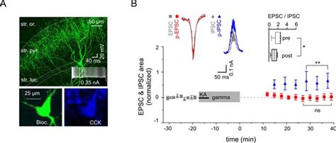Figures And Data In Cell Specific Synaptic Plasticity Induced By Network Oscillations Elife
