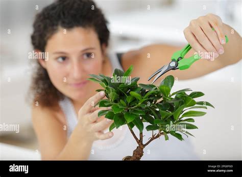 Juniper Bonsai Tree Pruning Woman Concept Stock Photo Alamy