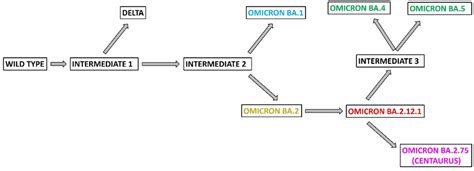 Phylogenetic Lineage Of The Omicron Variants Starting From Wild Type