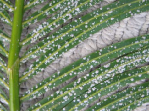 Garden Guy Hawaii Cycad Scale
