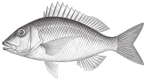 Lipocheilus carnolabrum 葉唇笛鯛