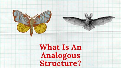 Analogous Structures Definition And Examples Science Trends Analogous Structures Definition And Examples Science Trends