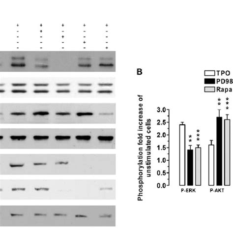 Schematic Model Of The TPO Induced Signaling Pathway In Download Scientific Diagram