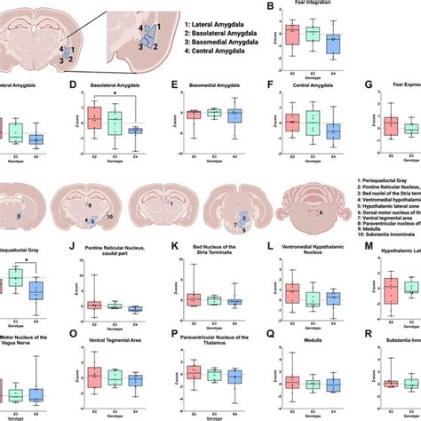 Correlation Matrices Of Brain Regions Involved In Contextual Fear