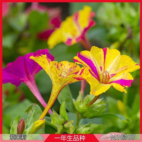 紫茉莉