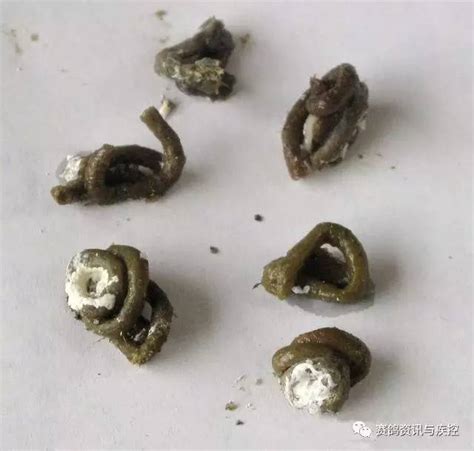 鸽子粪便和疾病对照图 鸽子各种疾病粪便图片 伤感说说吧