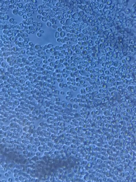 Drmuhammad Amin Aly Madian Scientific Advisory On Linkedin