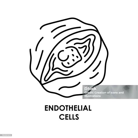 Human Endothelial Cell Color Line Icon Microorganisms Microbes Bacteria Stock Illustration