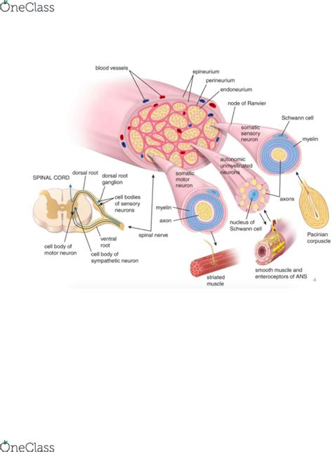 Neuron Model Labeled Endoneurium