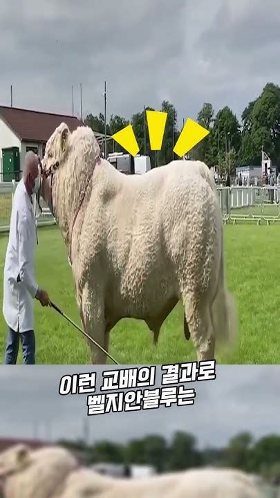 세상에서 가장 근육질 소 벨지안블루의 탄생과 한계 Youtube