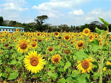 သာပေါင်းမြို့နယ် စိုက်တိုးမြှင့်ကော်မတီဥက္ကဋ္ဌနှင့်အဖွဲ့ စပ်မျိုးဆောင်းနေကြာသီးသန့်စိုက်ကွင်း