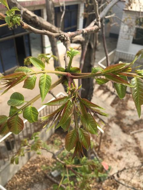 驚蟄一聲雷大地萬物醒進來互粉加關妥妥滴 每日頭條