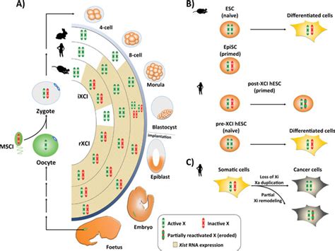 Contexts For X Chromosome In And Reactivation In Vivo And Ex Vivo A