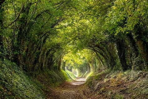 Amazing Tree Tunnels At Keith Criswell Blog