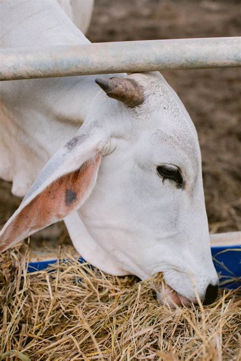 Close Up Of Cows In A Farm Eating Grass Hay Stock Image Image Of