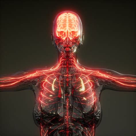 Human Brain Radiology Exam Stock Illustration Illustration Of Data 267902168