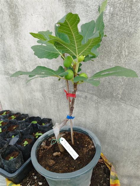 👨🏼‍🌾ต้นมะเดื่อฝรั่งเสียบยอดสายพันธุ์ White Israel กับ Helvatiea 🪴 ☘️ Whiteisrael ปิดการขาย ☘️