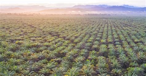 Wilmar International Limited: A Leading Agri-Business Across Asia ...