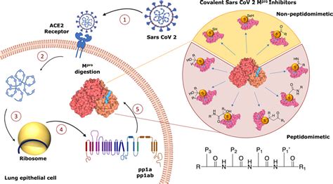Targeting Sars Cov 2 Main Protease For Treatment Of Covid 19 Covalent