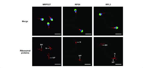 Localization Of Mitochondrial Mrps27 And Cytoplasmic Rps6 And Rpl3